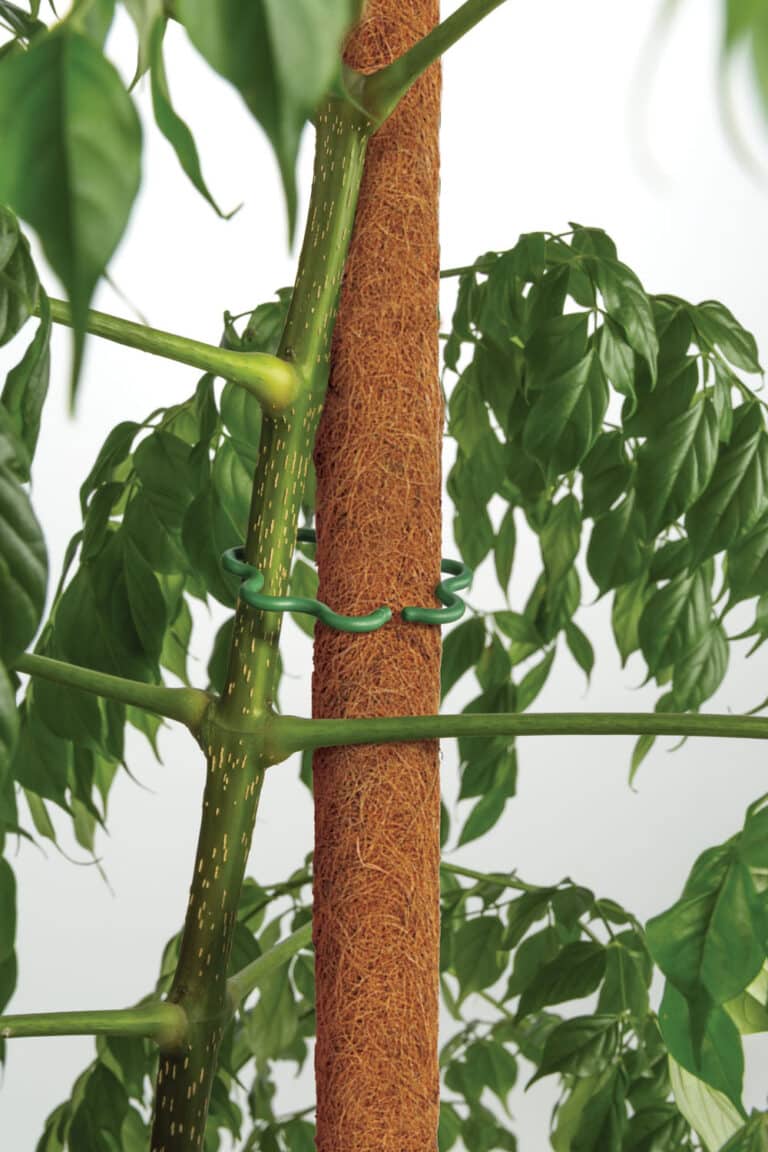 Coco Pole Star Clips - Takasho Australia