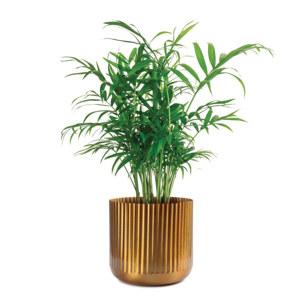 Kutta 20cm - Takasho Australia
