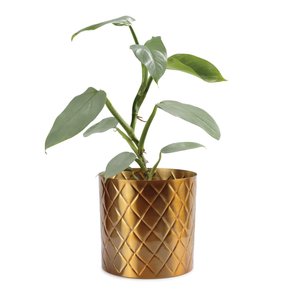 Khana 21cm - Takasho Australia