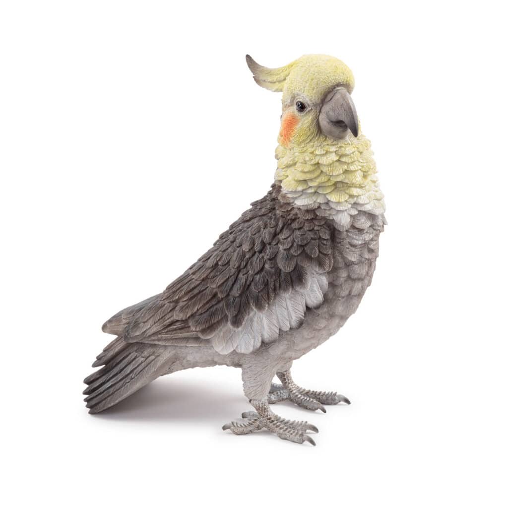 Cockatiel with iron feet - Takasho Australia